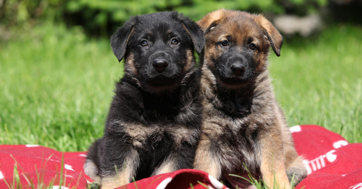 Dog Care Pitfalls: 11 Common Mistakes Made by Dog Owners – German ...