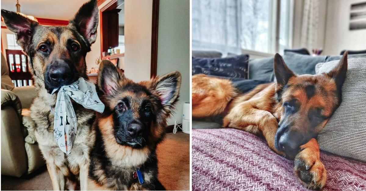 23 Cute Show Line German Shepherds – German Shepherd Shop