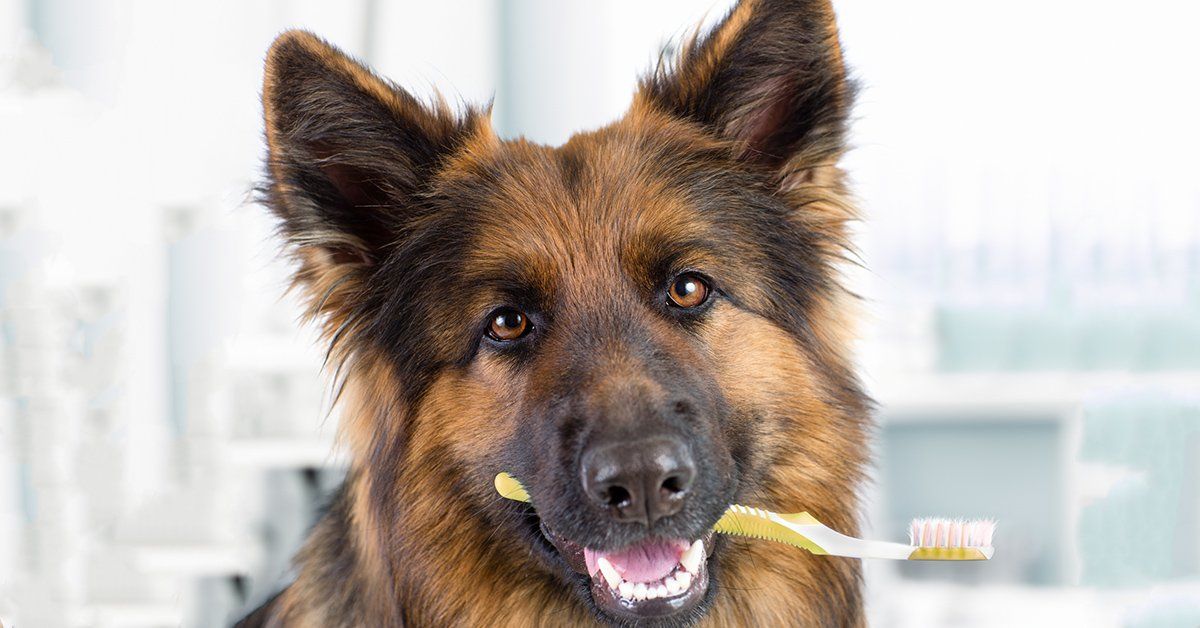 4 Easy Steps To Brushing Your Dog's Teeth Like A Pro – German Shepherd Shop