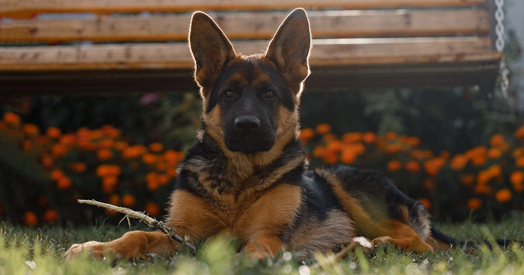 How to Get the Dog Smell Out of Your House - Tips – German Shepherd Shop