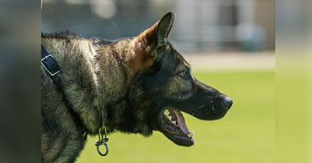 The History of the Working Line GSD - Evolution & Characteristics ...