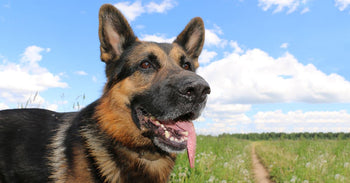 Unlocking the Power of Marker Training: A Guide to Effective Dog ...