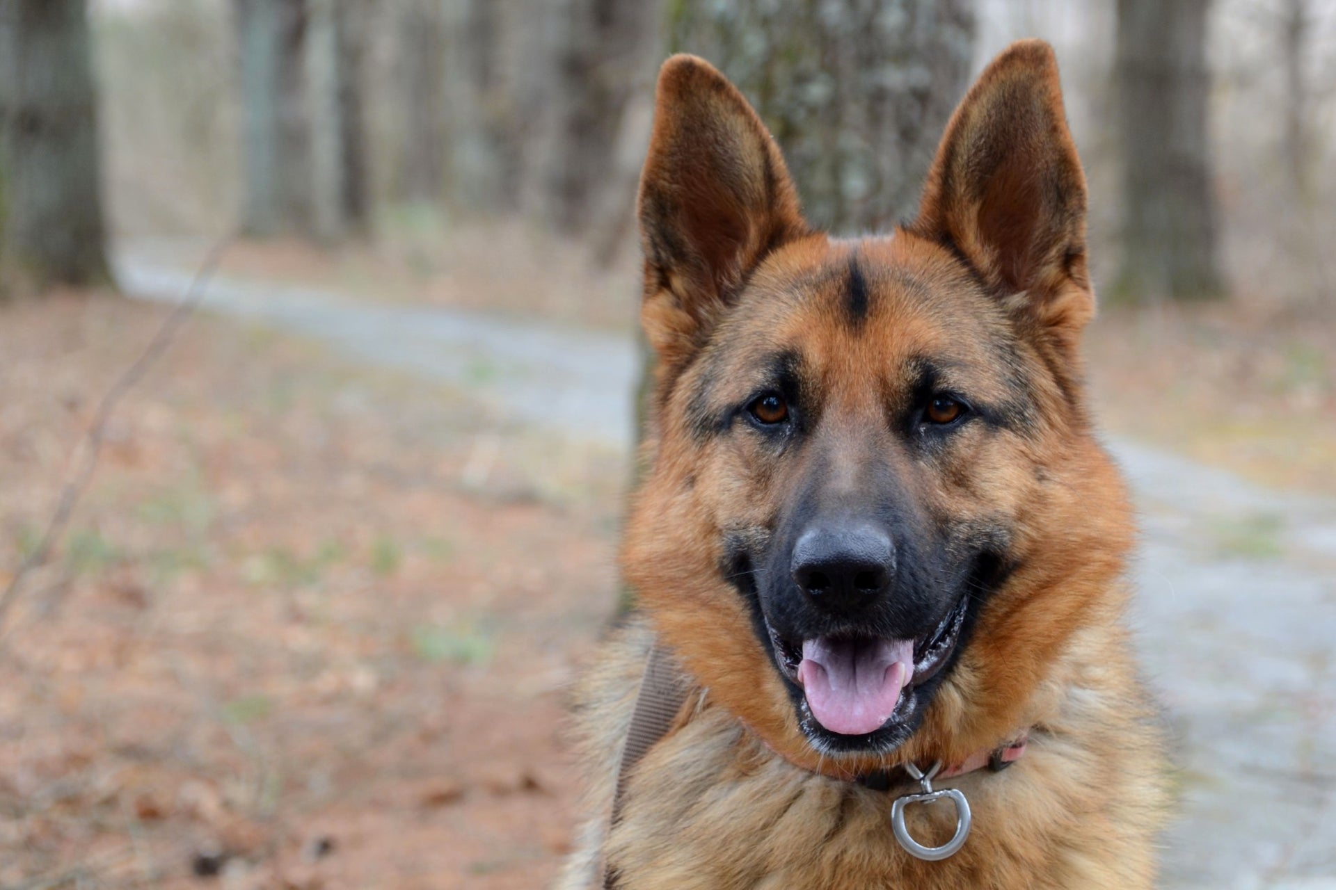 Different German Shepherd Working Titles and What They Mean – German ...