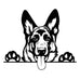 Peeking German Shepherd - Sticker – German Shepherd Shop